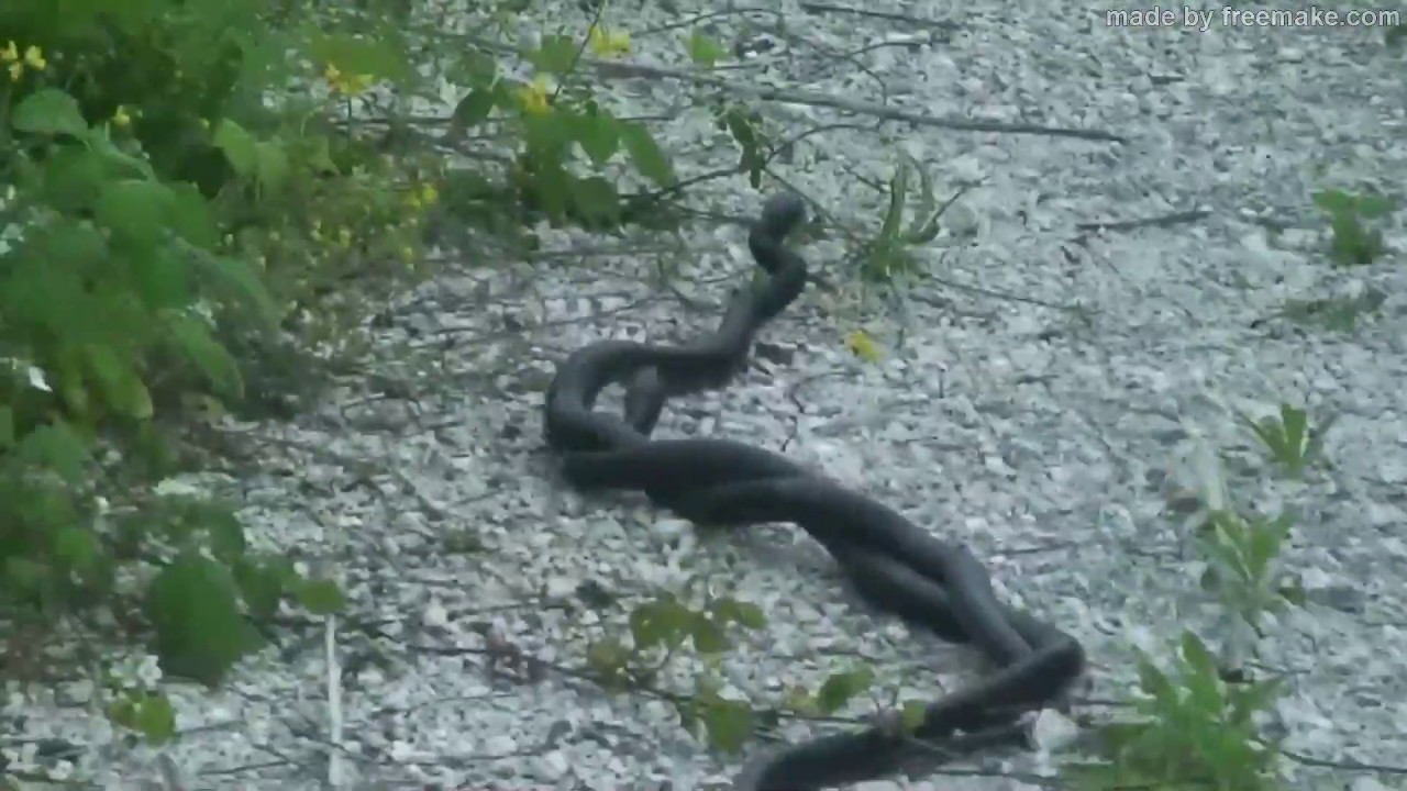 🐍 ️ Due serpenti neri attorcigliati fanno l'amore ️ 🐍 - YouTube