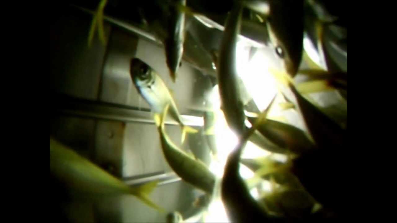 Deep Sea Fishing, Tuna and Blue Eye Trevalla - YouTube