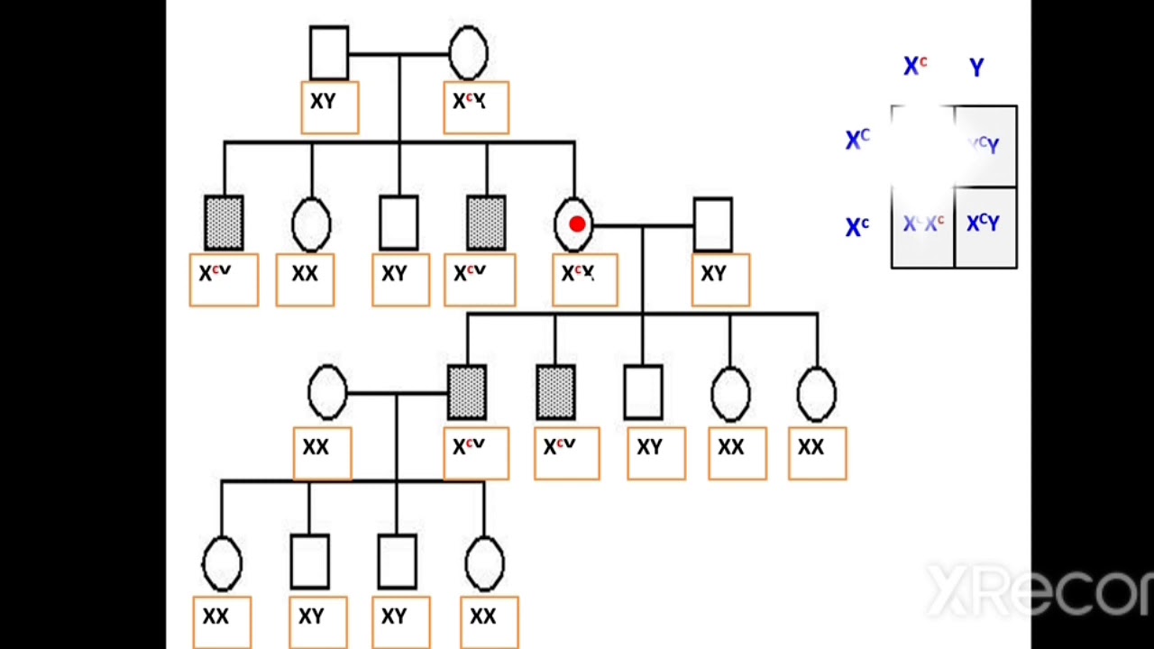 Principles of inheritance and variation Lecture 13. Pedigree analysis ...