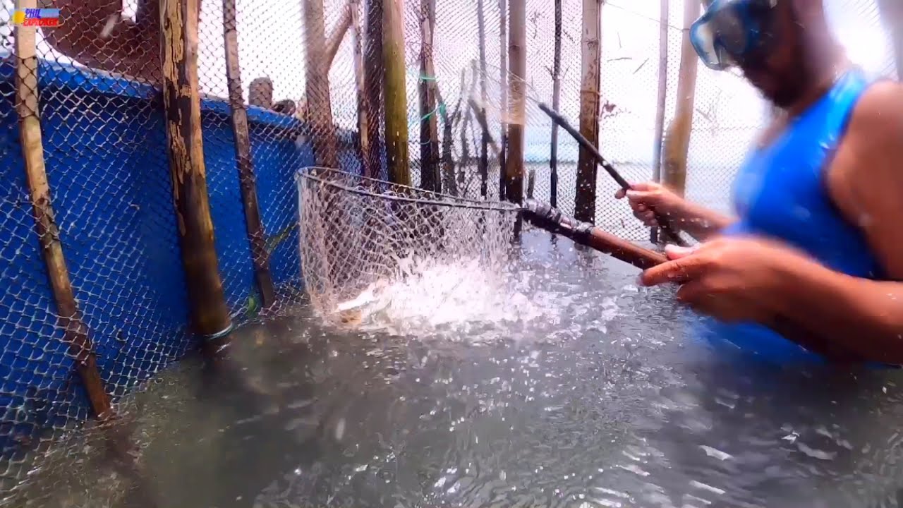 LOT'S OF FISH GALING HIGH-TIDE | TRADITIONAL FISHING AT BATANGAS ...