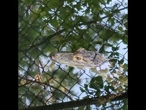 Scary alligator baby - YouTube