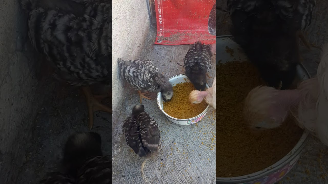 Pollitos Plymouth rock y pollos pelones medianos - YouTube