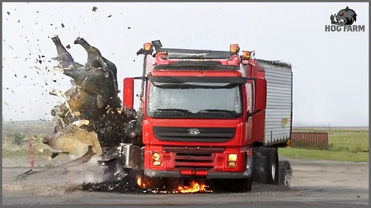 Tragic ! 30 Moments Invasive Animals Wandering On The Road And ...