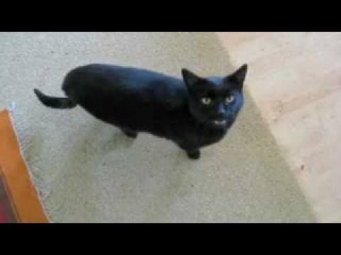 meow mix (extended version) - YouTube