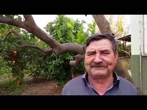 Portakal Ağaçlarında Kurumalara Çözüm