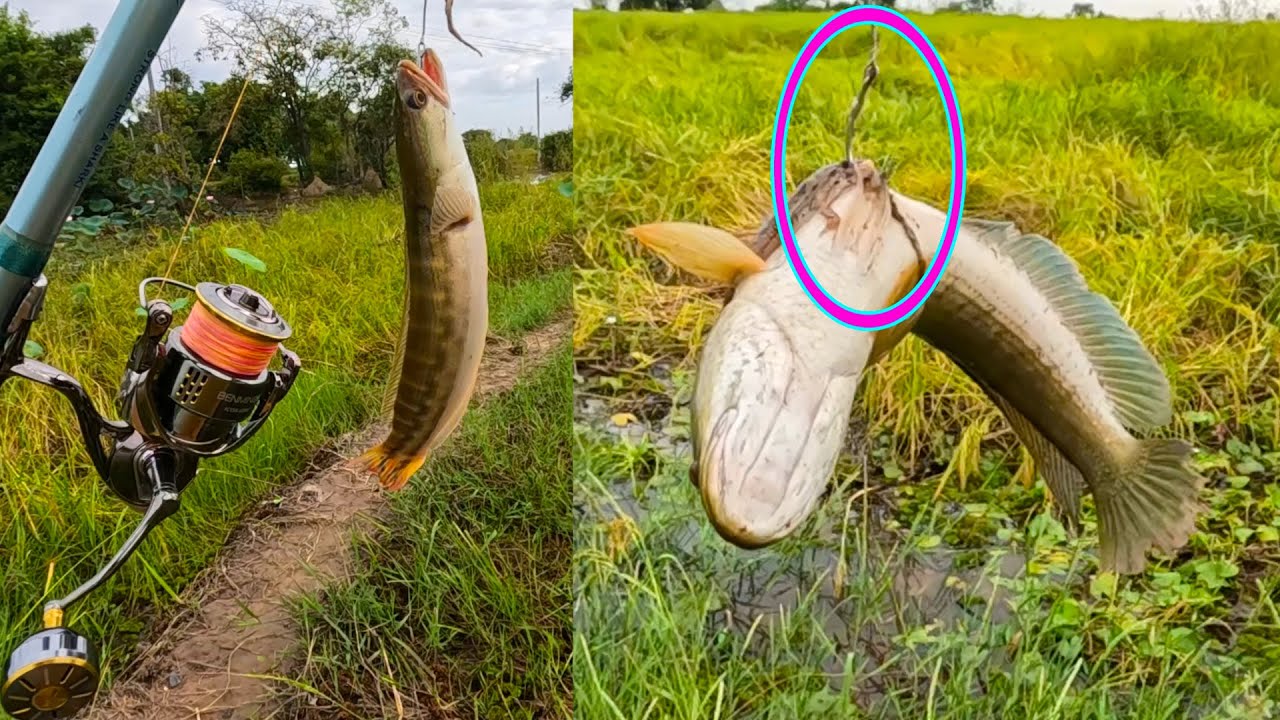 Many snakeheads bite the bait quickly, There are many fish in this lake - YouTube