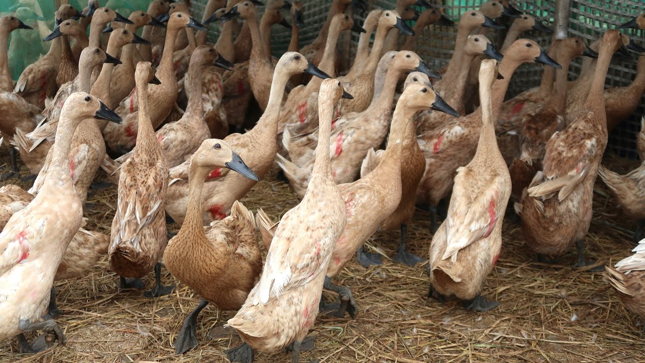 DUCKS FARM DUCK DUCKS QUACKING LOUDLY SOUND - YouTube