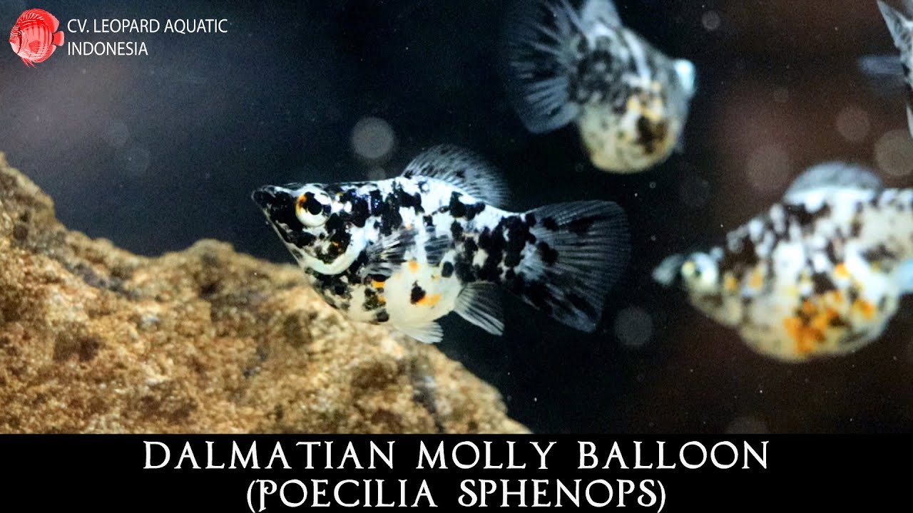Poecilia sphenops THE COLORFUL Dalmatian Molly Balloon. (Leopard ...