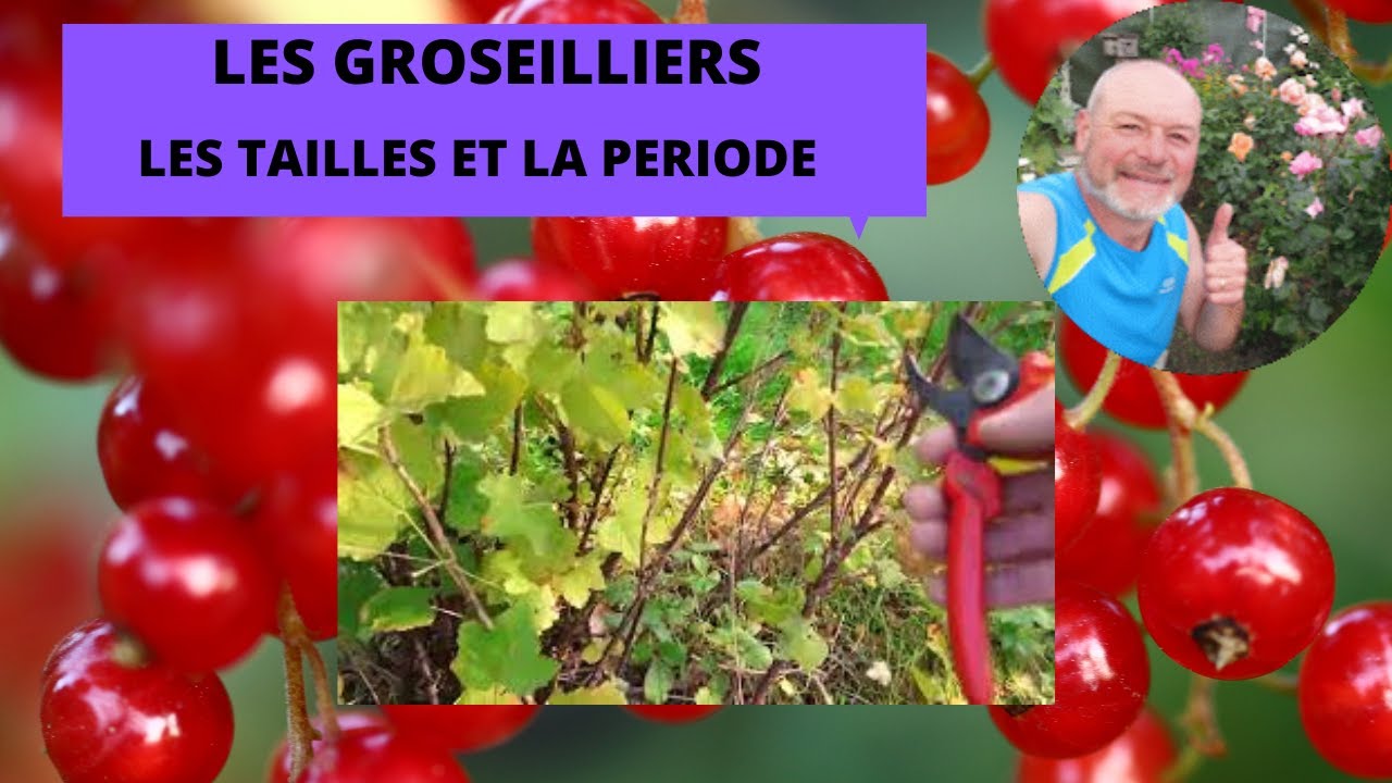 Quand et comment tailler vos groseilliers - YouTube