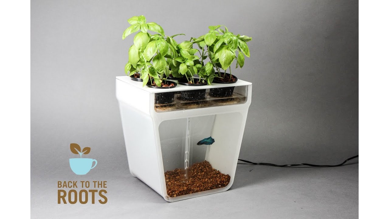 Best indoor Garden/Plants Invention - Innovation in plants - YouTube