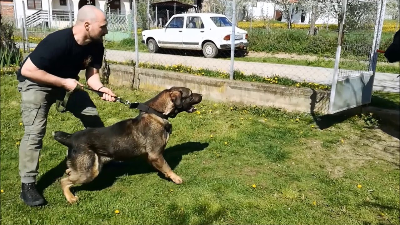 Serbian defense dog Ris and Kruna first time on bite suit! - YouTube