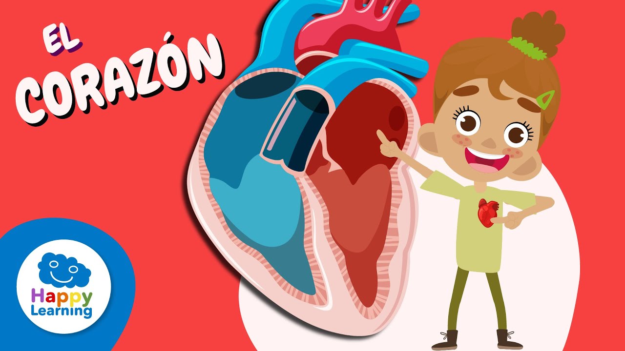El Corazon Humano Para Ninos El Corazón Y Sus Partes Para Niños.