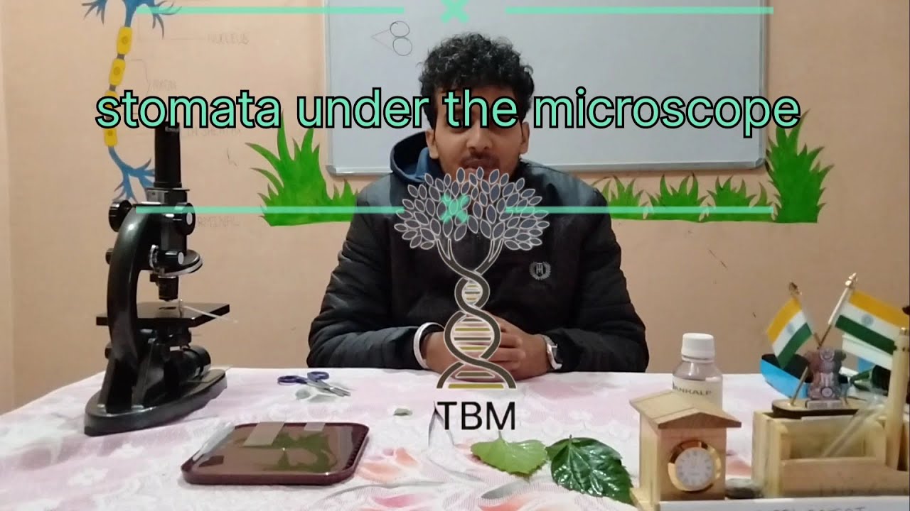 Stomata Under Microscope || Biology practical || How to prepare stomata ...