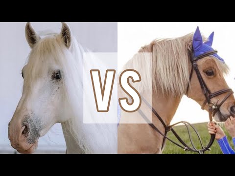 Erin’s new horse VS Harlow’s new pony??Road to 17K#horses #viral #short