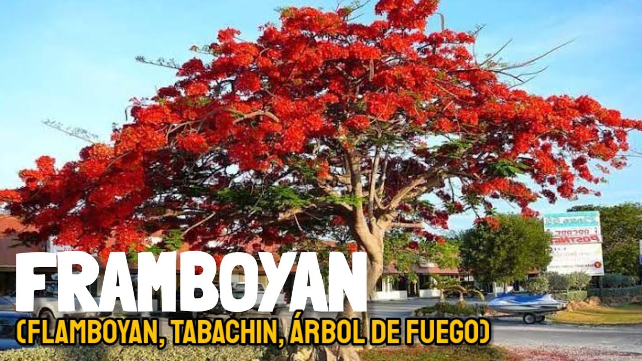 todo lo que debes saber sobre el framboyan hermoso árbol (flamboyan ...