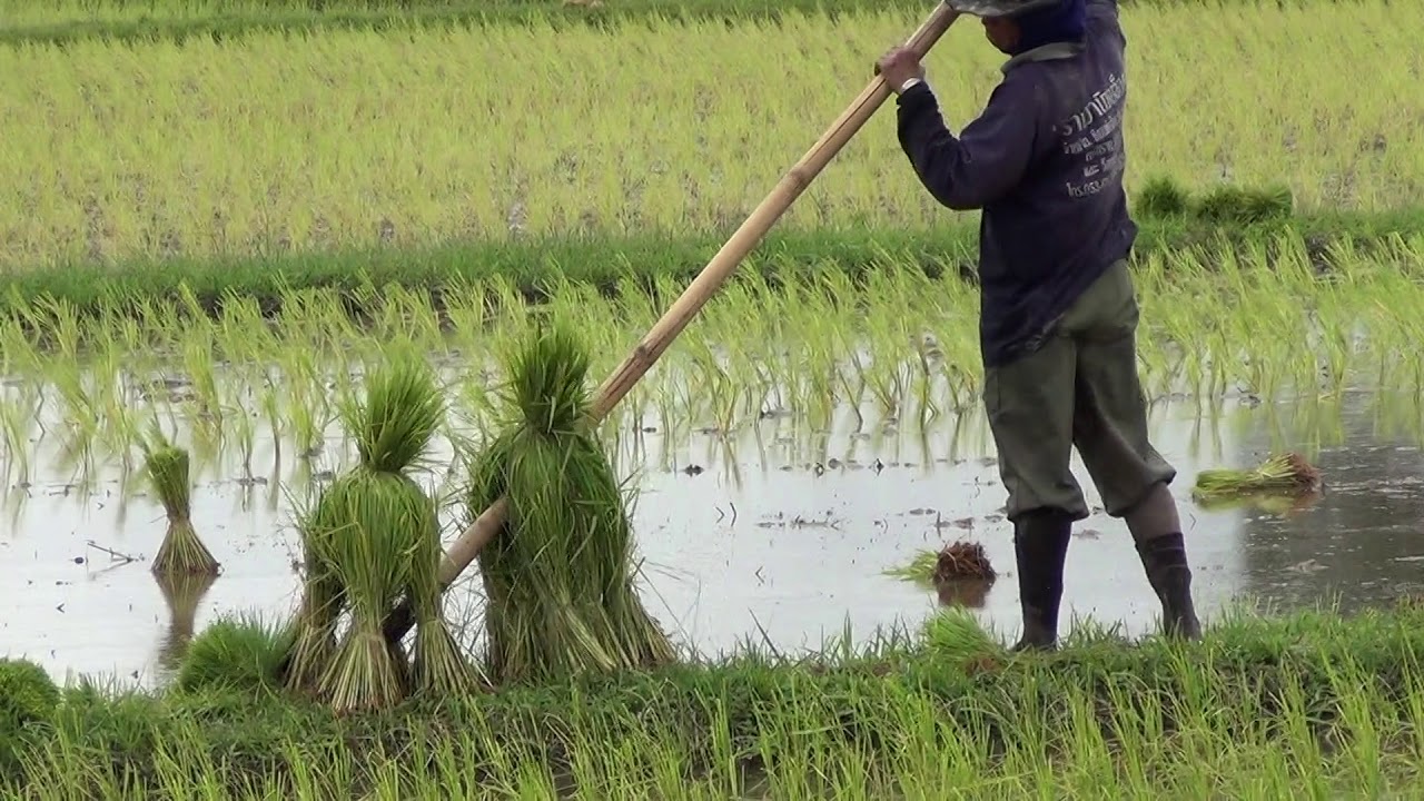 Thai Style...Planting Rice By Hand - YouTube