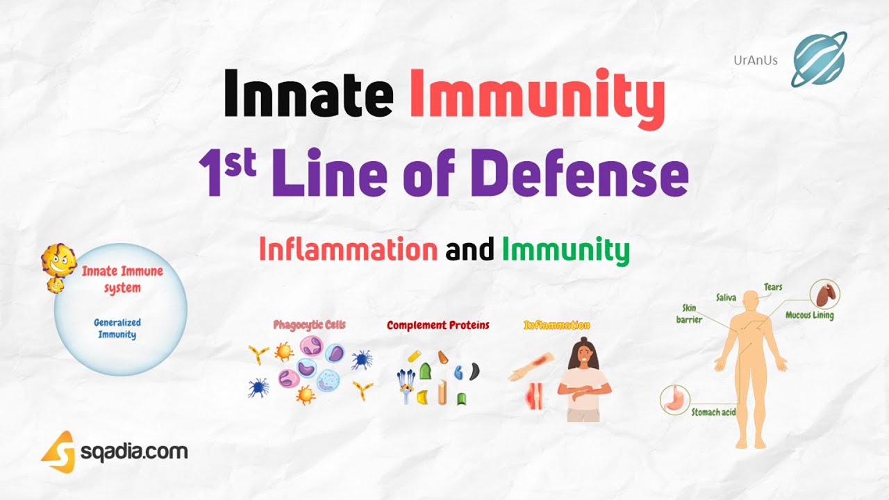 Inflammation and Immunity - Innate Immunity: 1st Line of Defense - YouTube