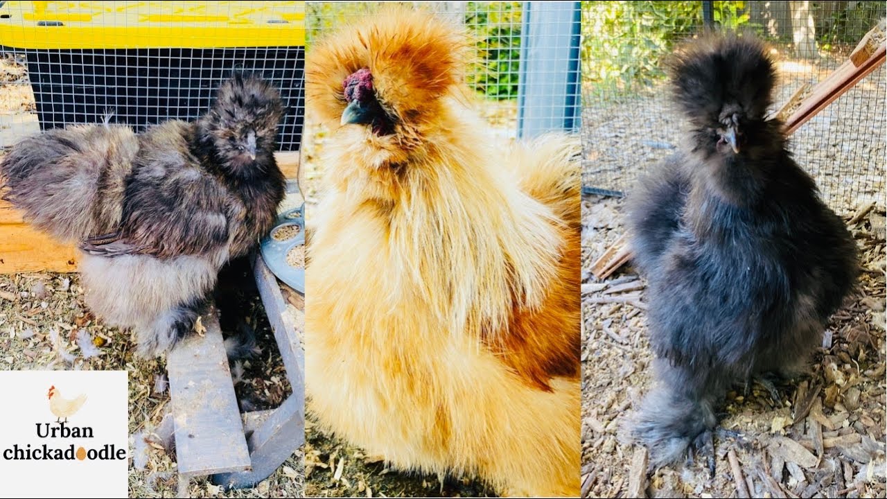Silkie Chickens | Our Favorite Tiny Chicken Breed & why - YouTube