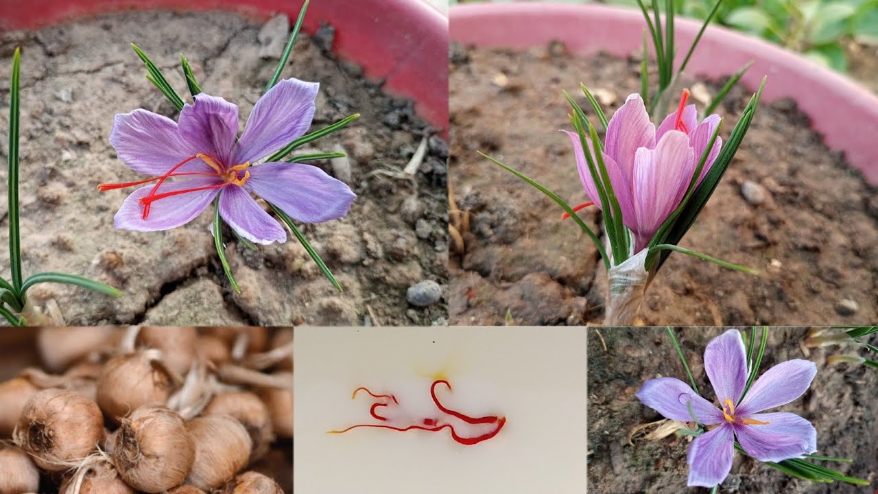 How to grow Saffron / kesar (zafraan) at home from bulbs - YouTube