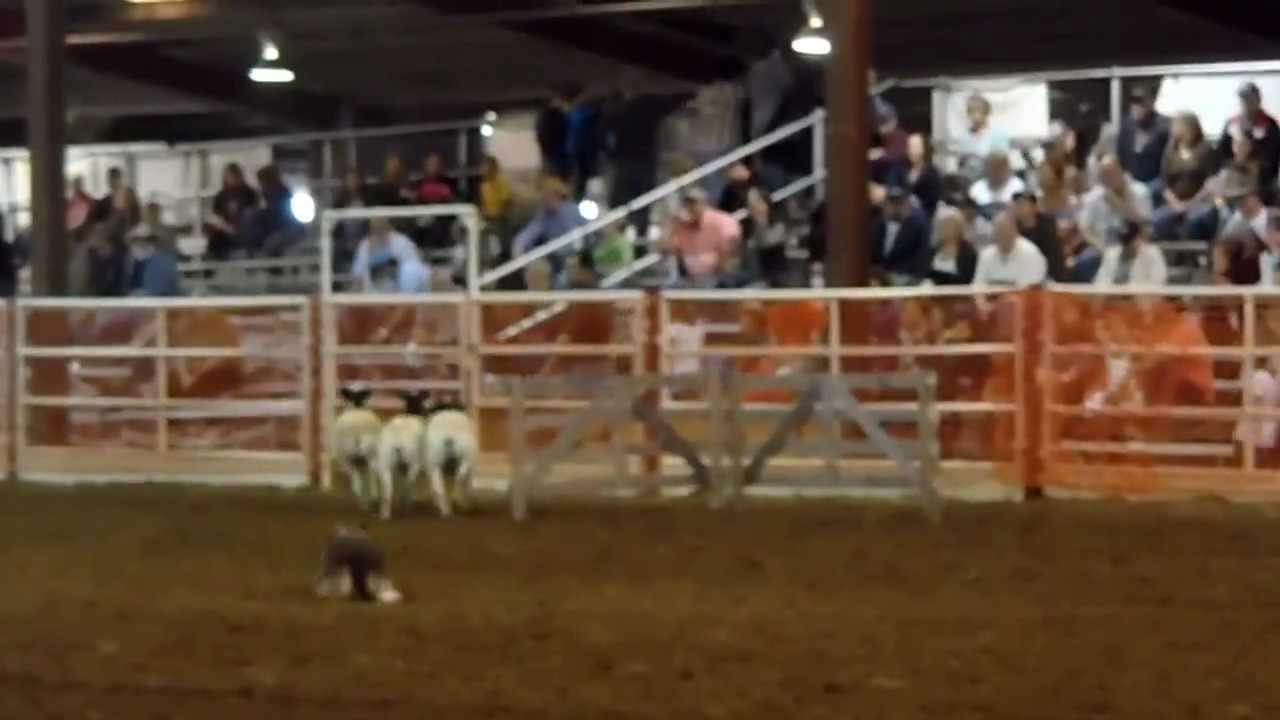Sheep Dog Trials at the San Antonio Rodeo 2013 - YouTube