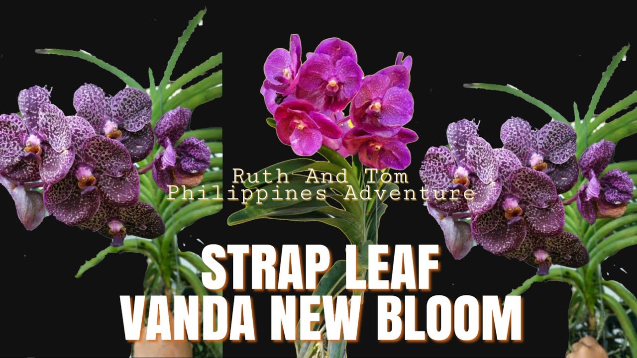 STRAP LEAF VANDA NEW BLOOM | ORCHID IN THE PHILIPPINES - YouTube