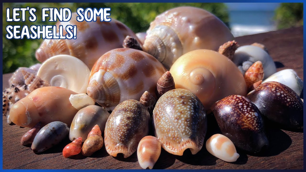 Shells in Rough Weather | Winds Increase as a Cyclone Approaches! - YouTube