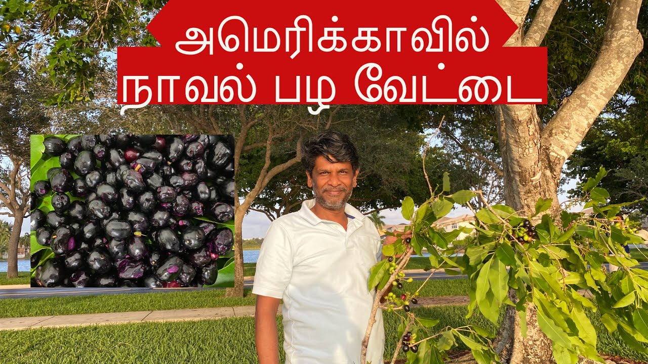 JAMUN FRUIT PICKING | அமெரிக்காவில் நாவல் பழம் - YouTube