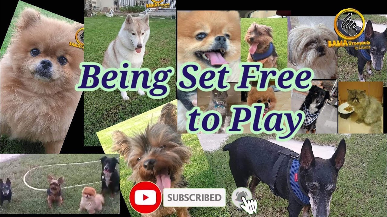 Pets Puppies/Animals being set Free and Play #animals #dog #free - YouTube