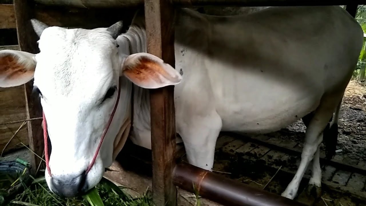 PELIHARAAN SAPI PUTIH JINAK MAKAN RUMPUT ODOT - YouTube