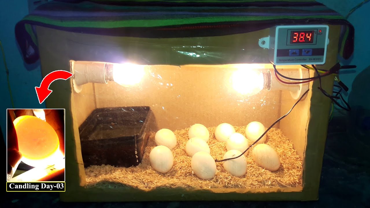 DIY Cardboard box egg incubator | DAY-03 | Candling Eggs | Birds Palace ...