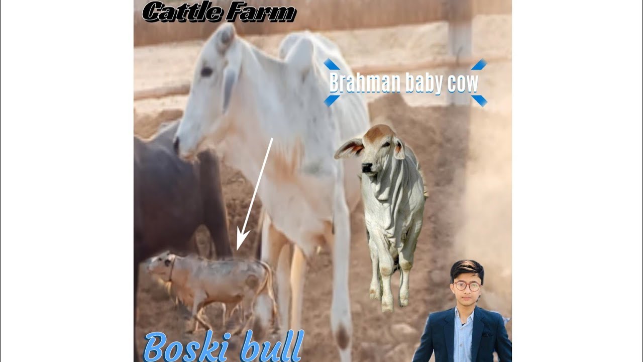 American Brahman Baby Cow ️| Cattle Farm Gaye | Boski Bull Dekha 😁 ...