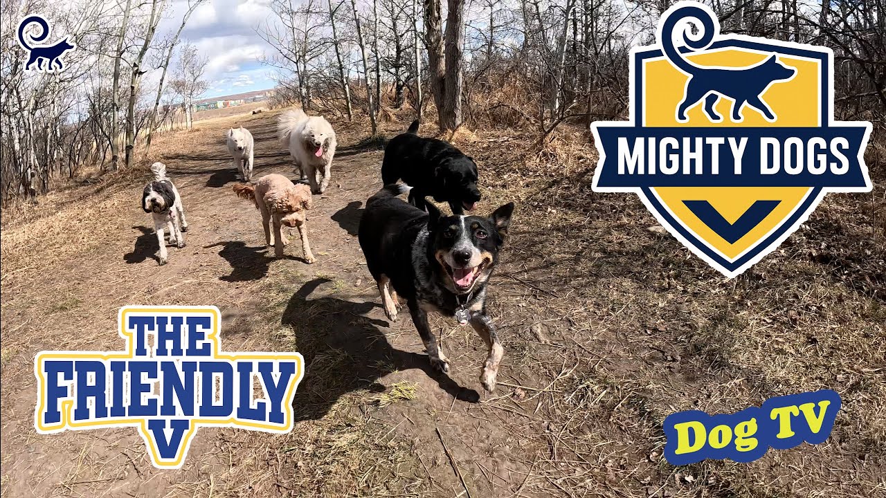 Tip of the Tail Adventures: Off-Leash Dog TV - The Mighty Dogs - Ep 18 ...