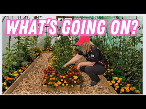 Funky Tomatoes & Weird Happenings | July Vegetable Garden - YouTube
