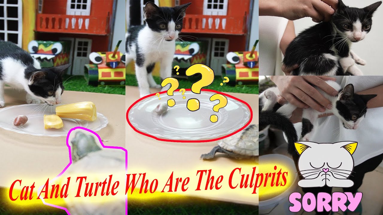 Cat and Turtle Who Stole ? #colorfulchickens #cat #turtle #animals ...