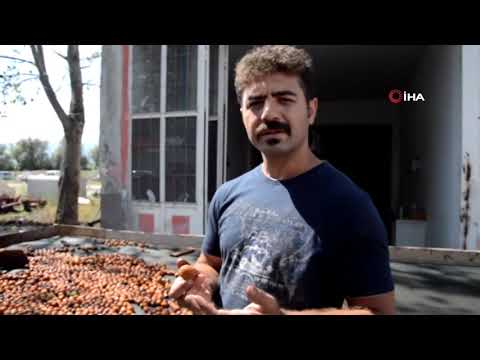 10 Dakikada 200 Kilo Ceviz Kabuğunu Soyan Makine, Üreticinin Yüzünü Güldürüyor