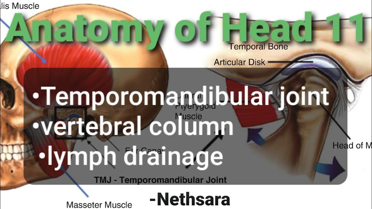 Anatomy of Head 11 - Temporomandibular joint, vertebral column, lymph ...