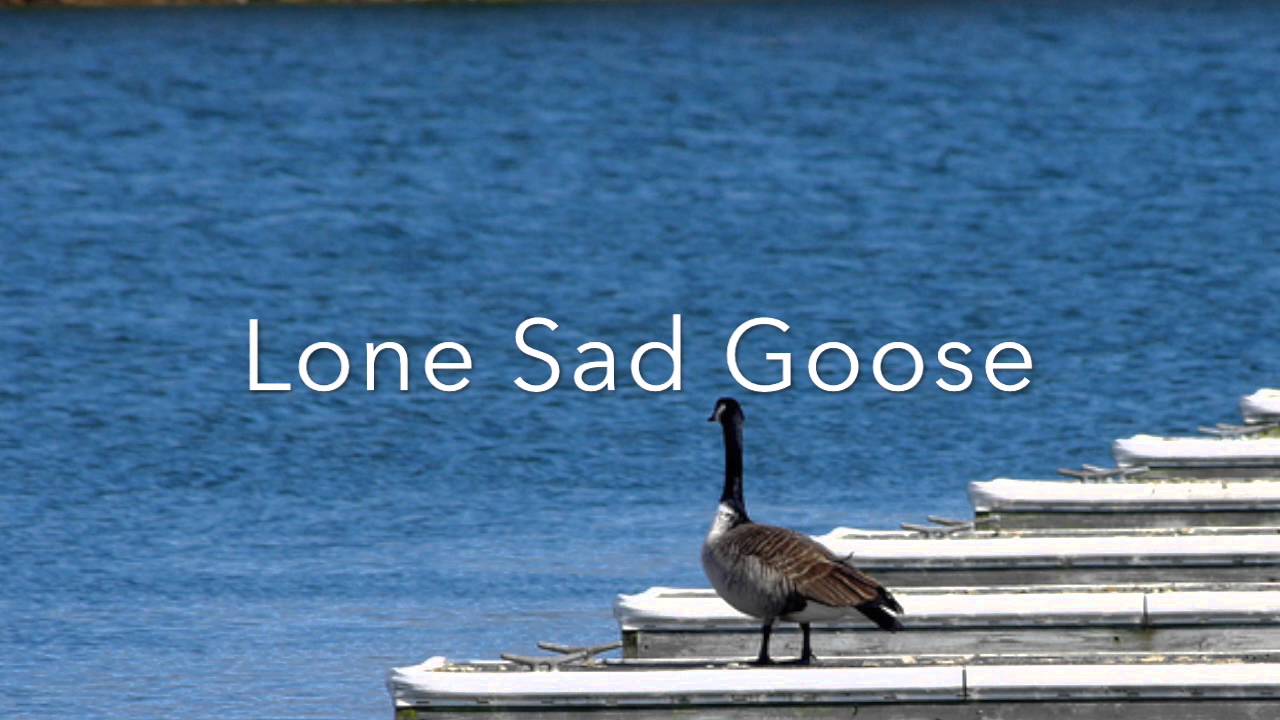 Lone Sad Goose - YouTube