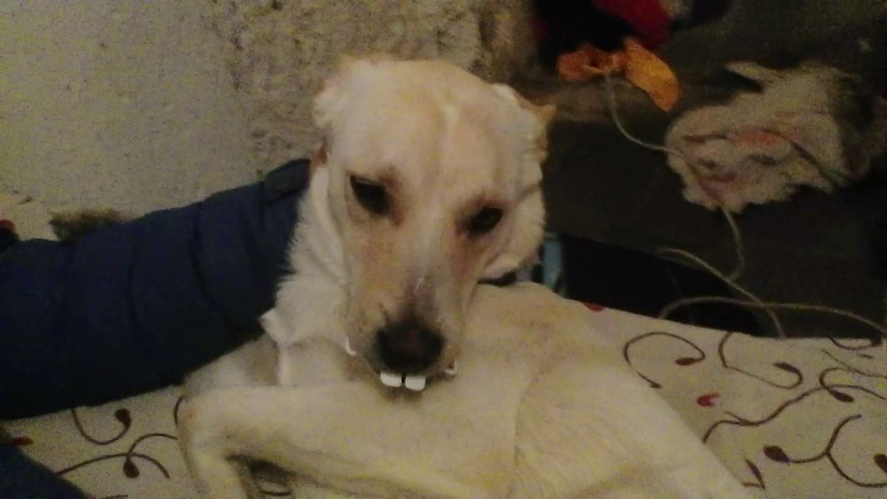 Perro dienton - YouTube