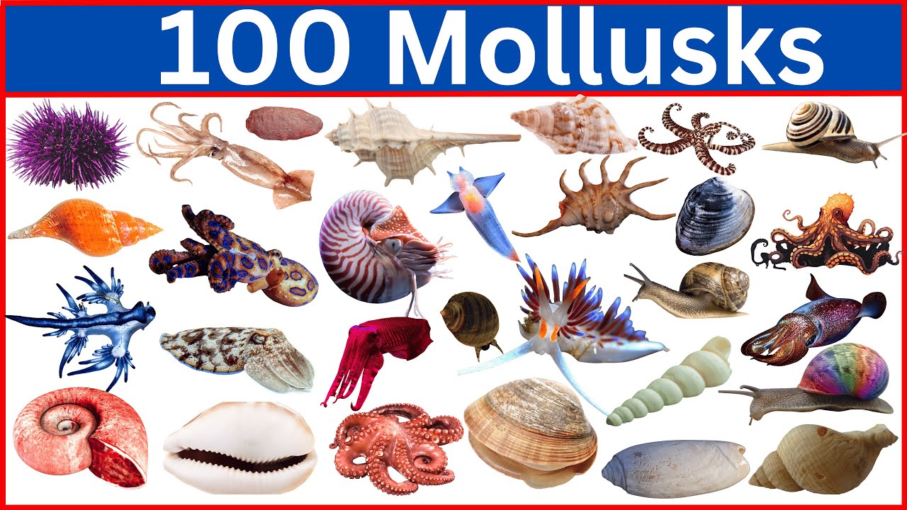 100 Mollusks That Will Blow Your Mind - YouTube