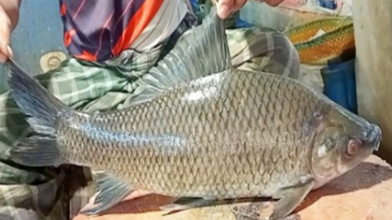 Amazing Kali Baush Fish Cutting Live in Fish Market By Expert Fish ...