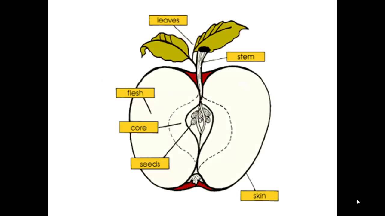 Multimedia Principle & Temporal Continuity Principle - YouTube