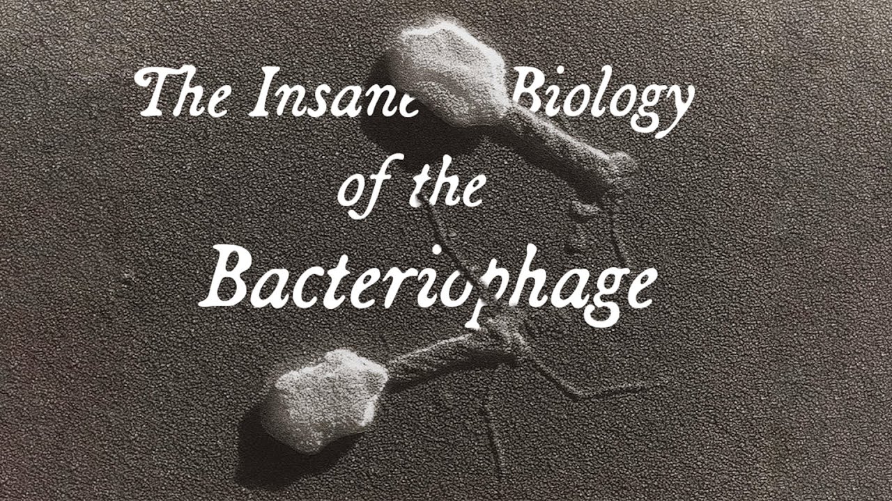 The Insane Biology of the Bacteriophage - YouTube