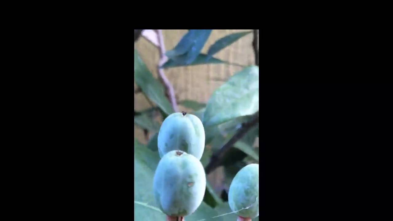 balitang trend : day 7 for my Ginseng plant - YouTube