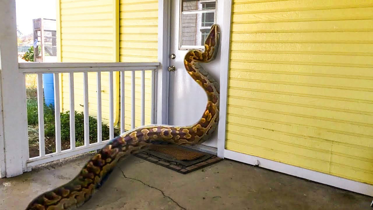 10 The Most Incredible Cases Of Wild Animals Invading People's Homes ...