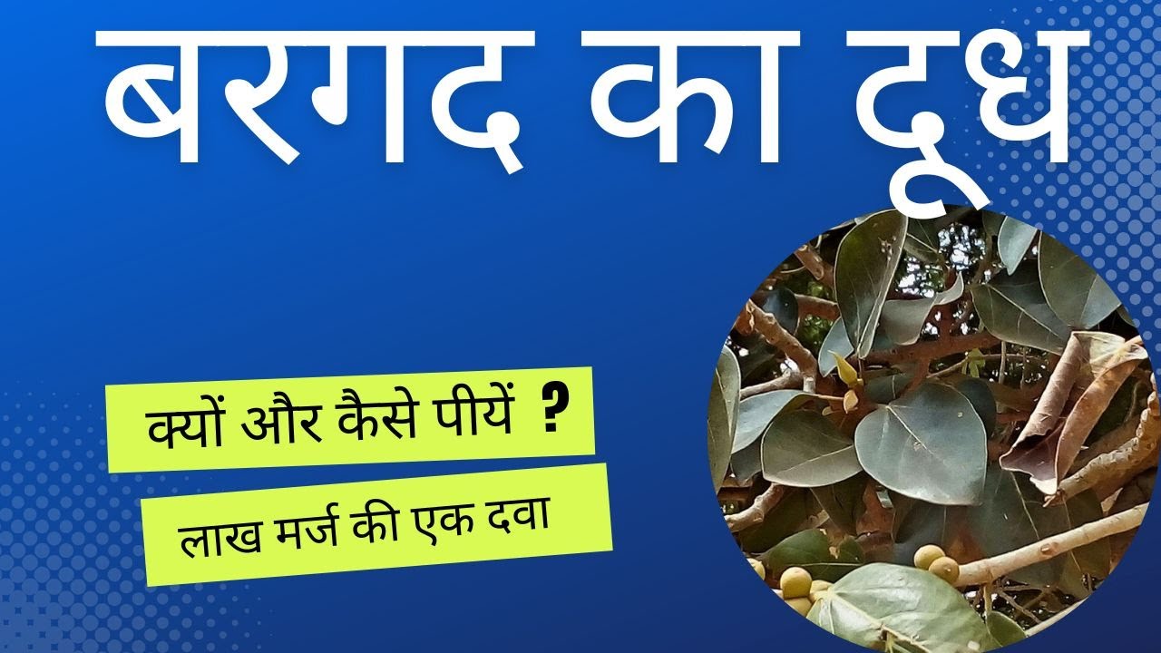 बरगद के पेड़ के दुग्ध के आश्चर्यजनक लाभ | The Amazing Benefits of ...