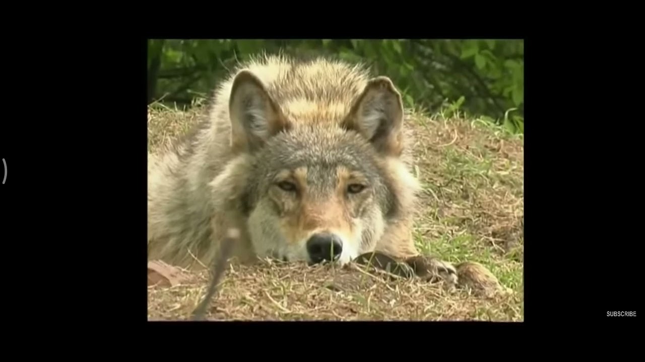 Обязательно смотреть.!!волк!!!Wolf VS Man: Who Will Win? - YouTube