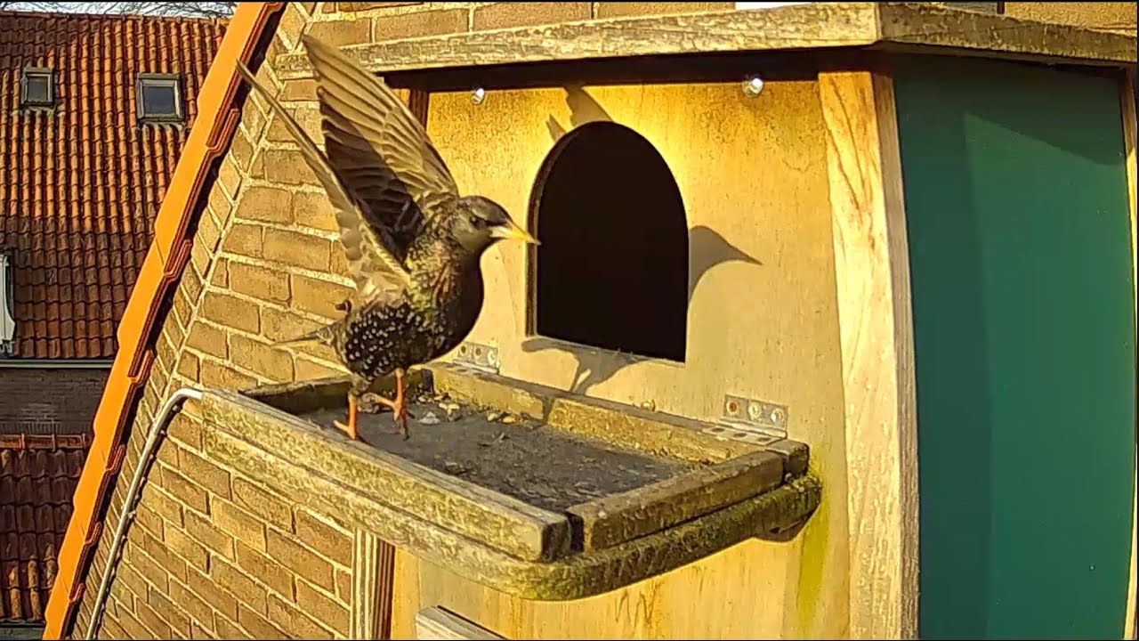 Holenduiven kuikens (dag 23) *Spreeuw* 17-03-2025 - YouTube