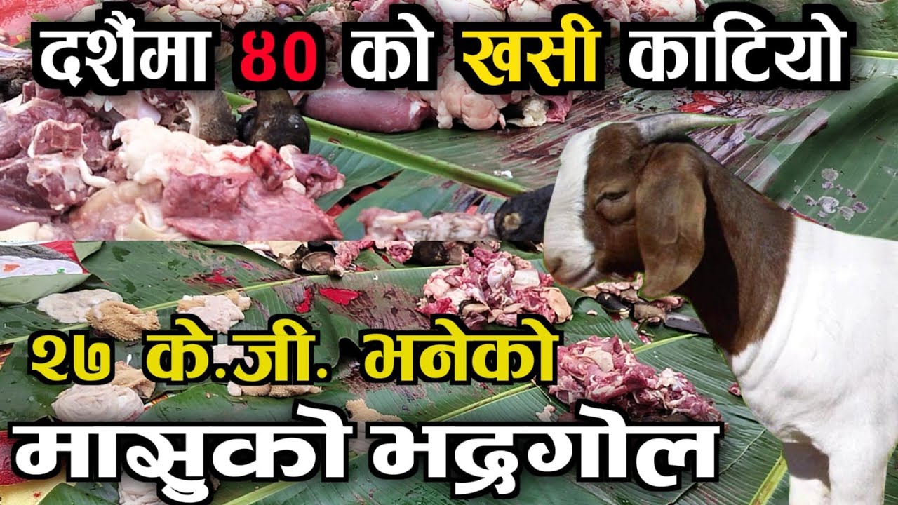 Best Goat Cutting In Nepal || Dasain Ma 40kg ko Khasi || Khasi Katne ...