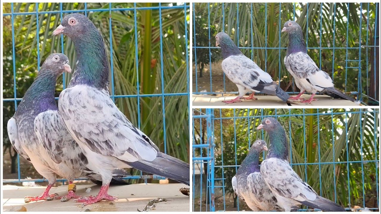 kamaggar Lal Ankh Golden.Kabutar Acchi Blood Line🤗 - YouTube