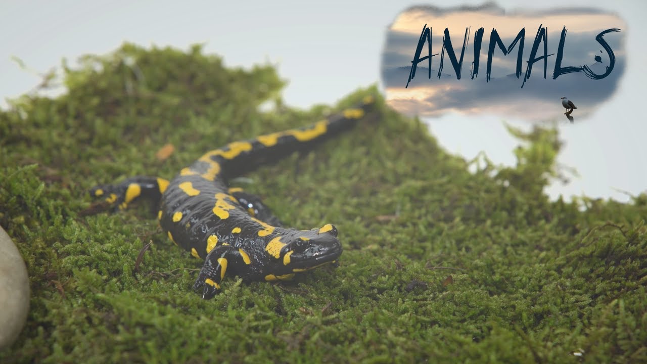 Salamander in the wild.Animals Of The World.Domestic and Wild Animals ...